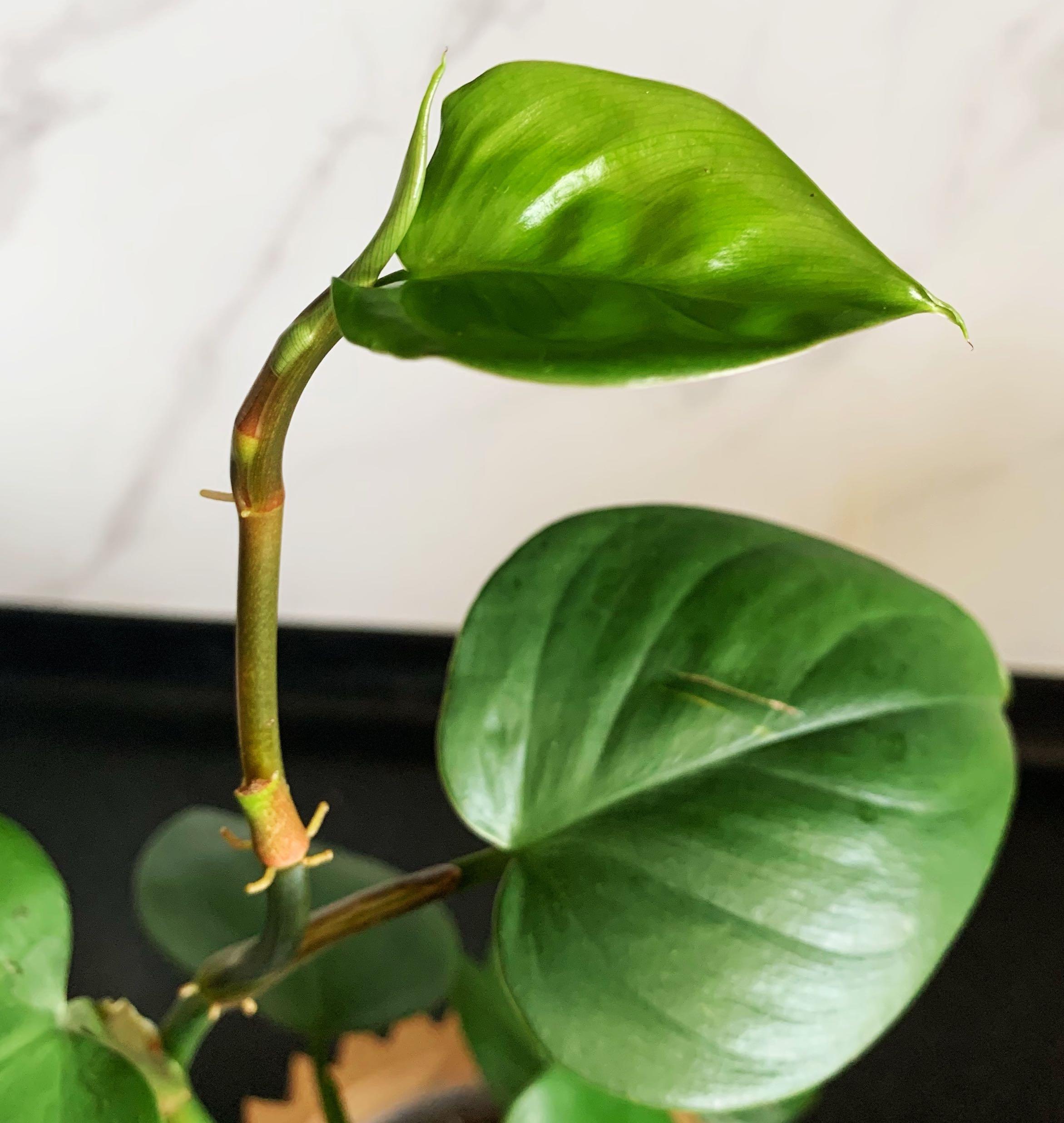 Philodendron Villamagense 'Pangui', Furniture & Home Living, Gardening ...