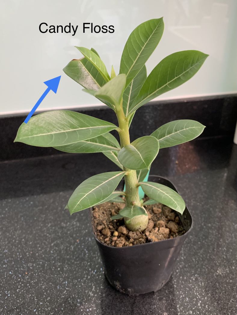 Taiwan adenium seedlings (Candy Floss), Furniture & Home Living ...