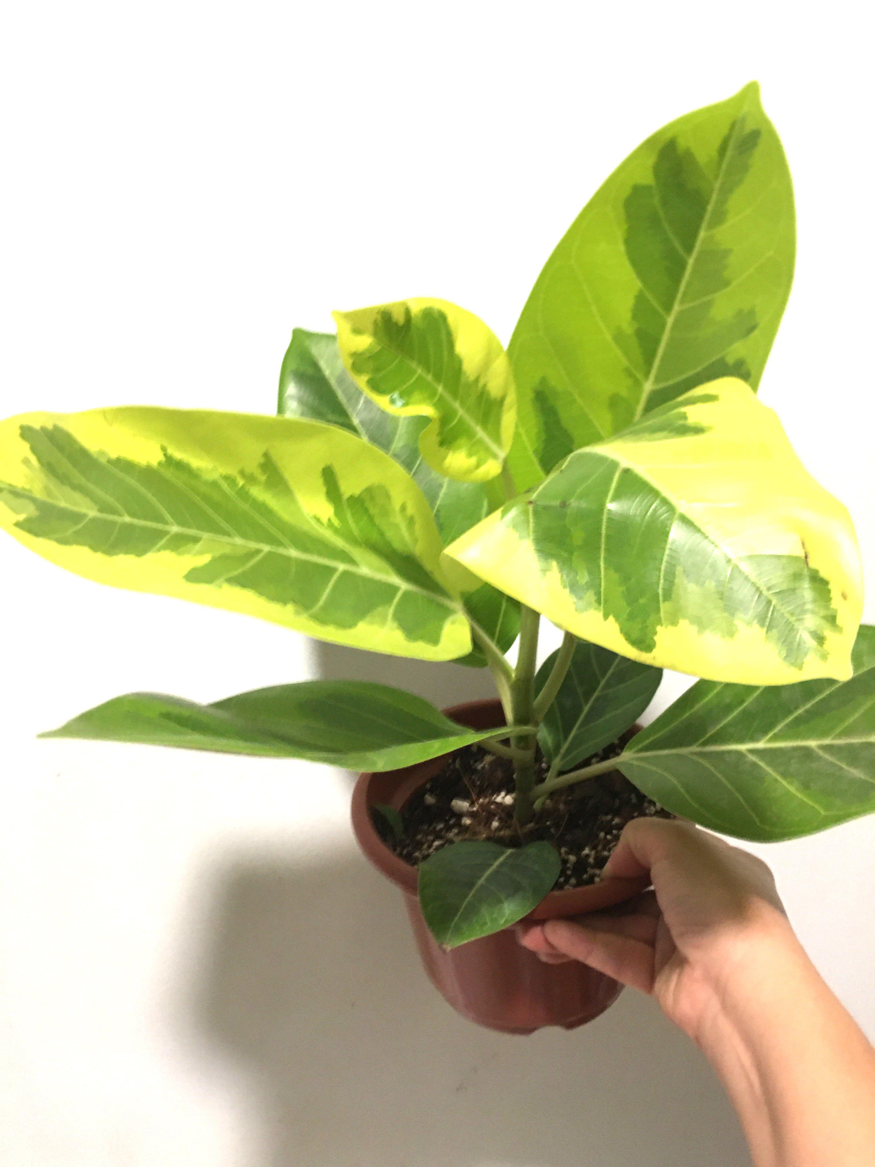 Ficus Altissima Golden Gem, Furniture & Home Living, Gardening, Plants ...