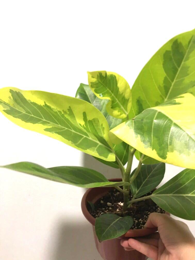 Ficus Altissima Golden Gem, Furniture & Home Living, Gardening, Plants ...
