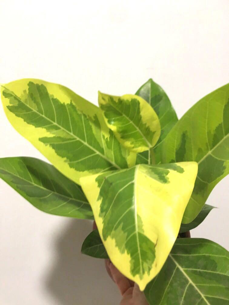 Ficus Altissima Golden Gem, Furniture & Home Living, Gardening, Plants ...