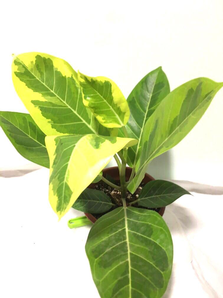 Ficus Altissima Golden Gem, Furniture & Home Living, Gardening, Plants ...