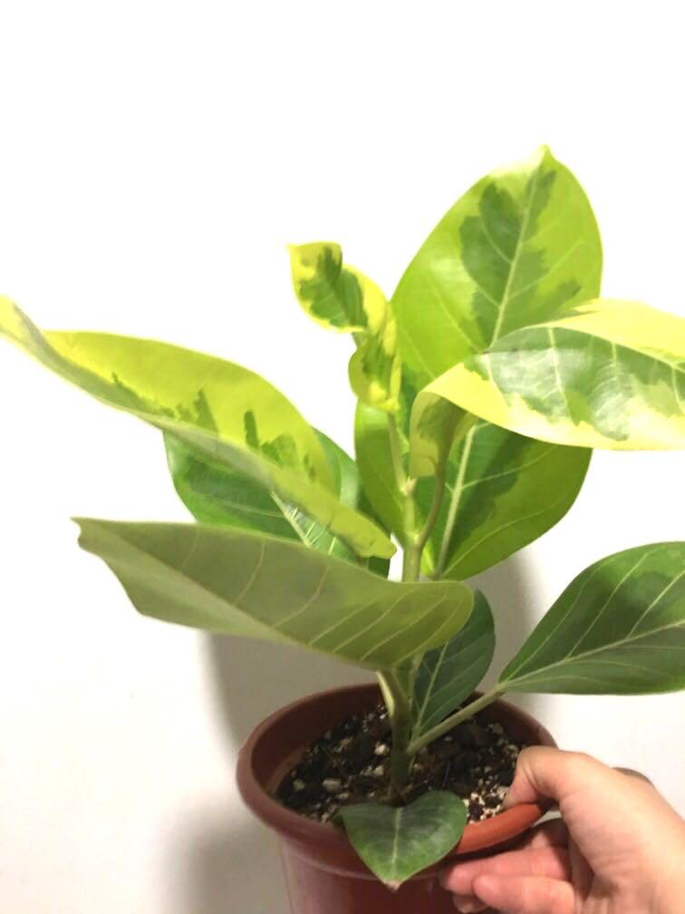 Ficus Altissima Golden Gem, Furniture & Home Living, Gardening, Plants ...