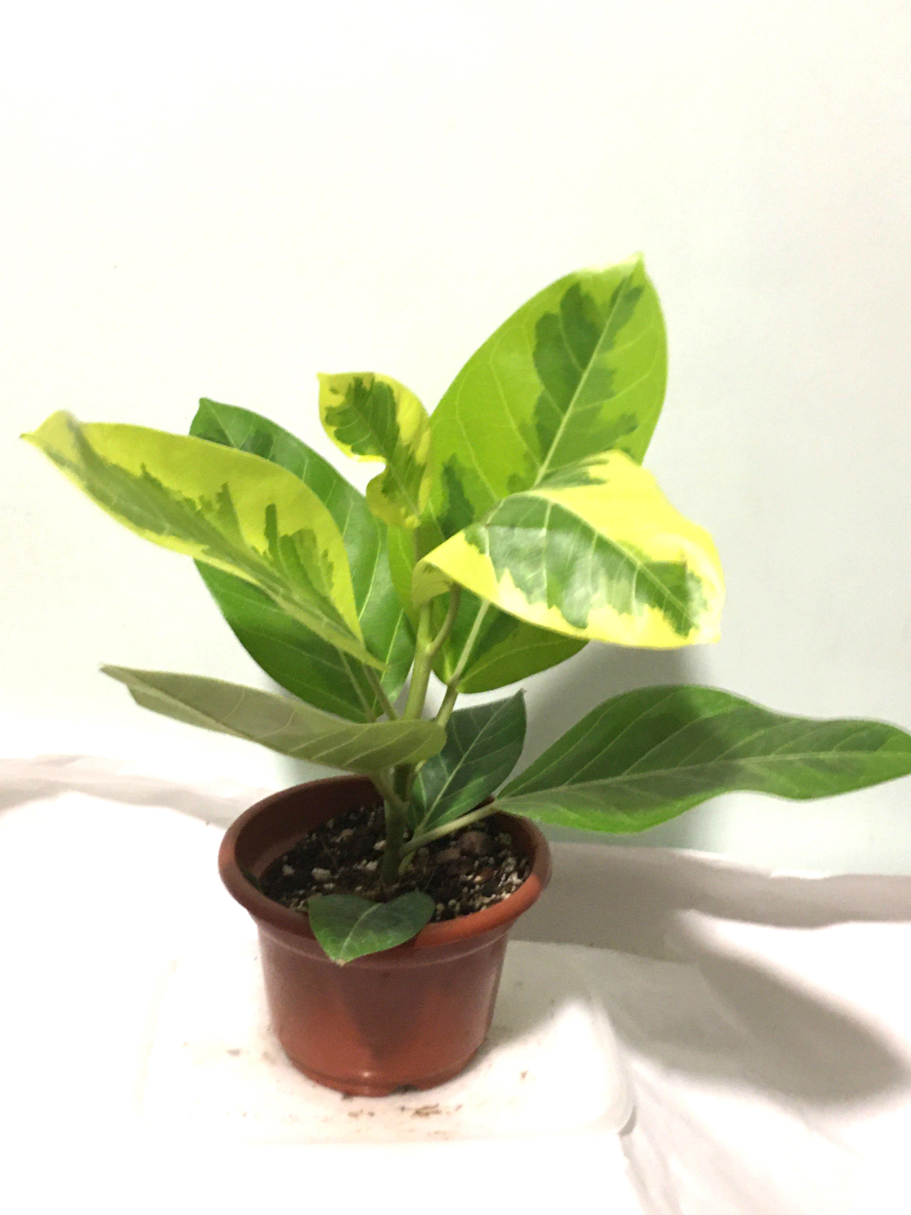 Ficus Altissima Golden Gem, Furniture & Home Living, Gardening, Plants ...