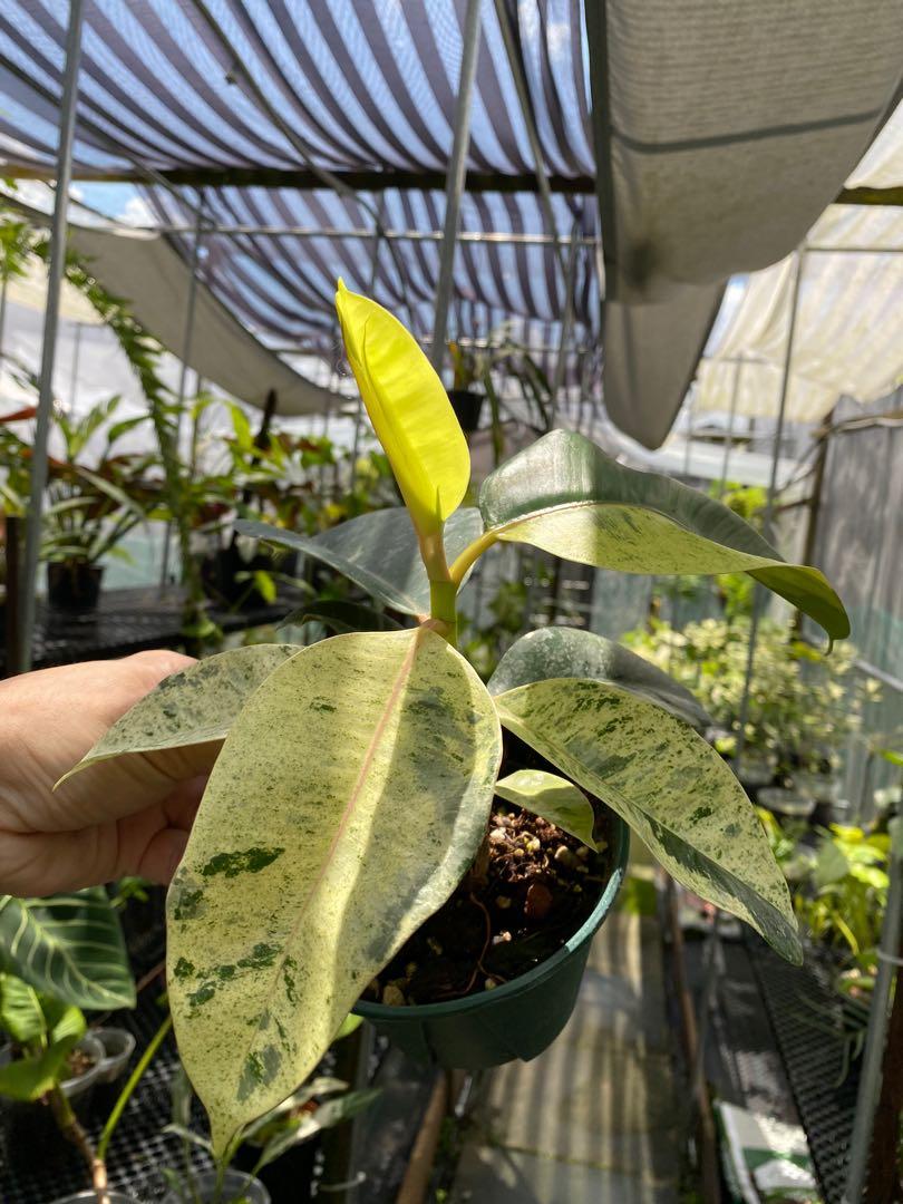 Ficus Shivereana, Furniture & Home Living, Gardening, Plants & Seeds on ...