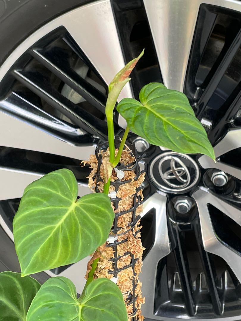 (GSS) Philodendron verrucosum panther, Furniture & Home Living, Gardening, Plants & Seeds on ...