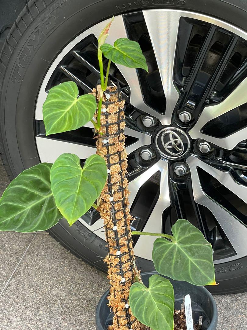 (GSS) Philodendron verrucosum panther, Furniture & Home Living, Gardening, Plants & Seeds on ...
