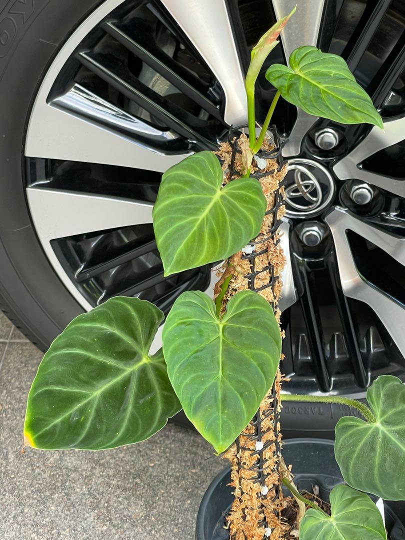 (GSS) Philodendron verrucosum panther, Furniture & Home Living, Gardening, Plants & Seeds on ...