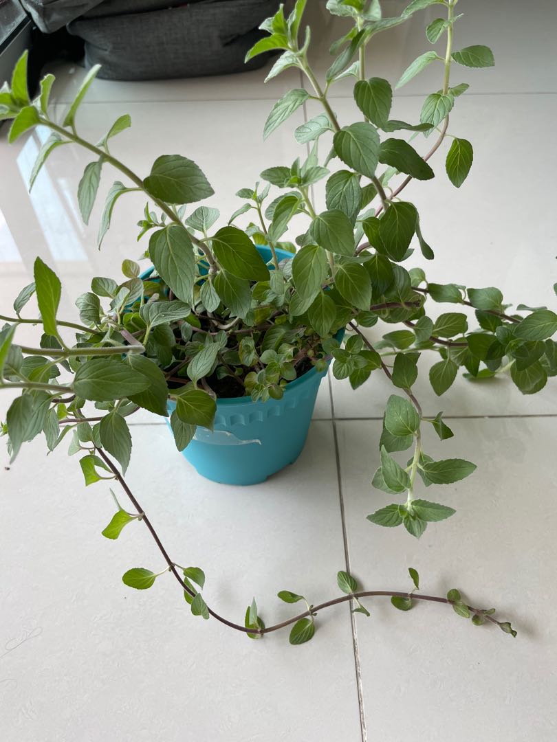 Pear Mint, Furniture & Home Living, Gardening, Plants & Seeds on Carousell