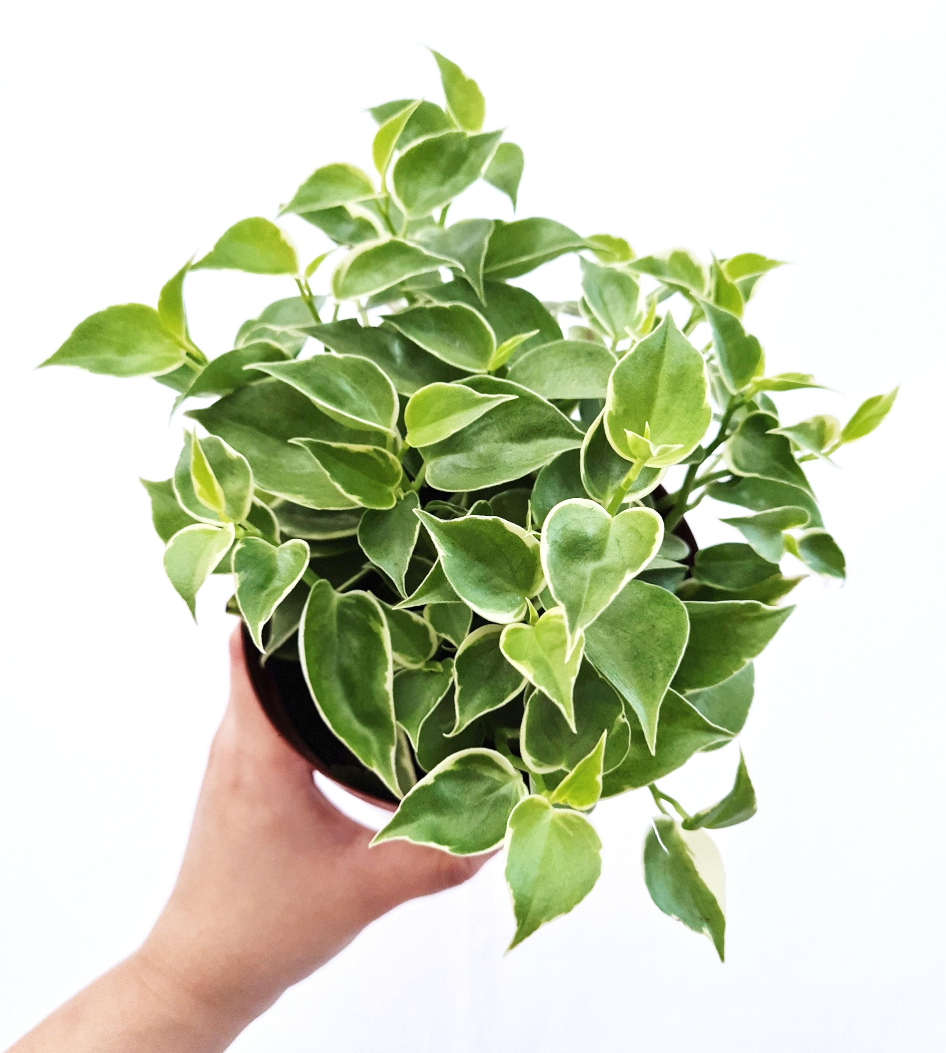 Peperomia Scandens Variegated, Furniture & Home Living, Gardening ...