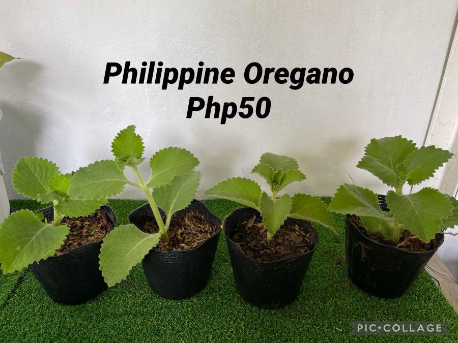Philippine Oregano, Furniture & Home Living, Gardening, Plants & Seeds ...