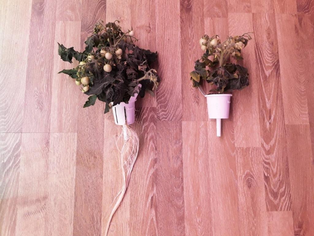 Click and Grow Pro Plant Cups - perforated cups for increased yield (9 ...