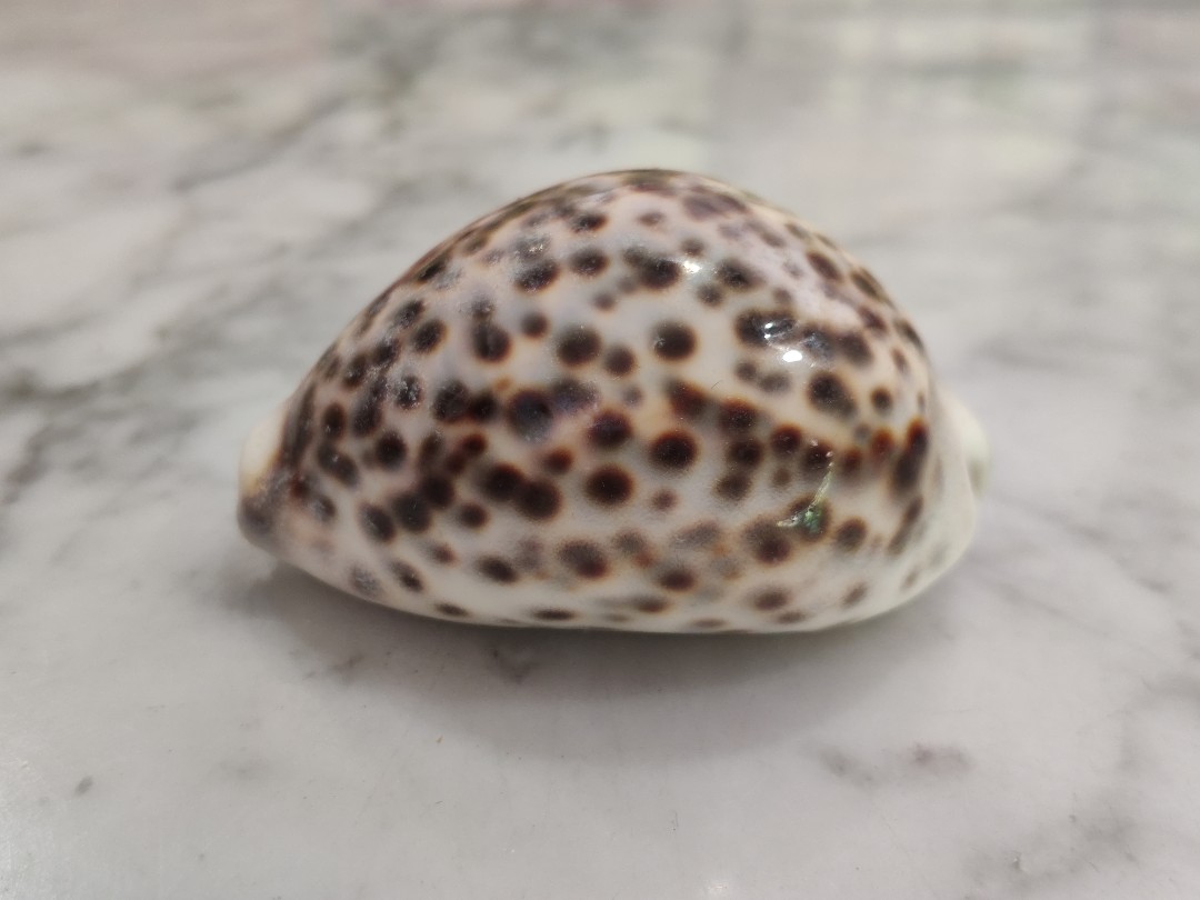 Cowrie Shell Deco Astrology, Furniture & Home Living, Home Decor, Vases ...
