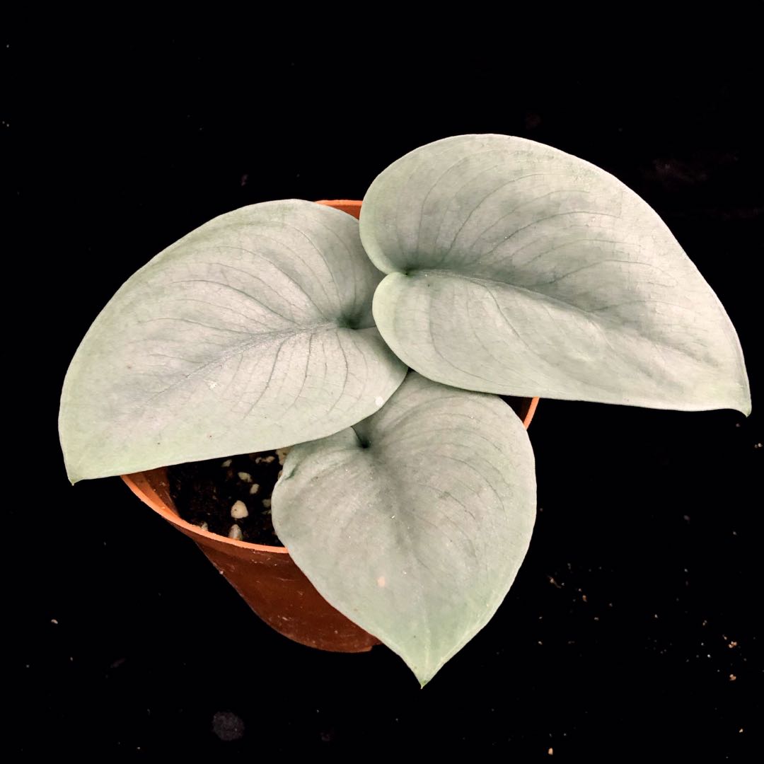 Scindapsus pictus cv. Platinum (RARE), Furniture & Home Living ...