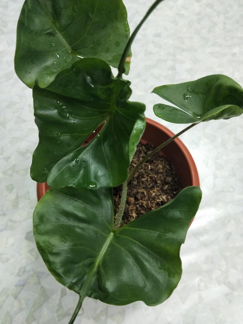 Alocasia Stingray, Furniture & Home Living, Gardening, Plants & Seeds ...