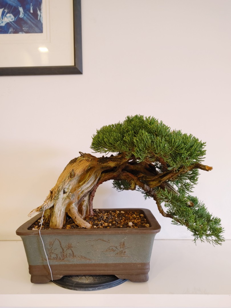 Juniper Tanuki Bonsai, Furniture & Home Living, Gardening, Plants ...