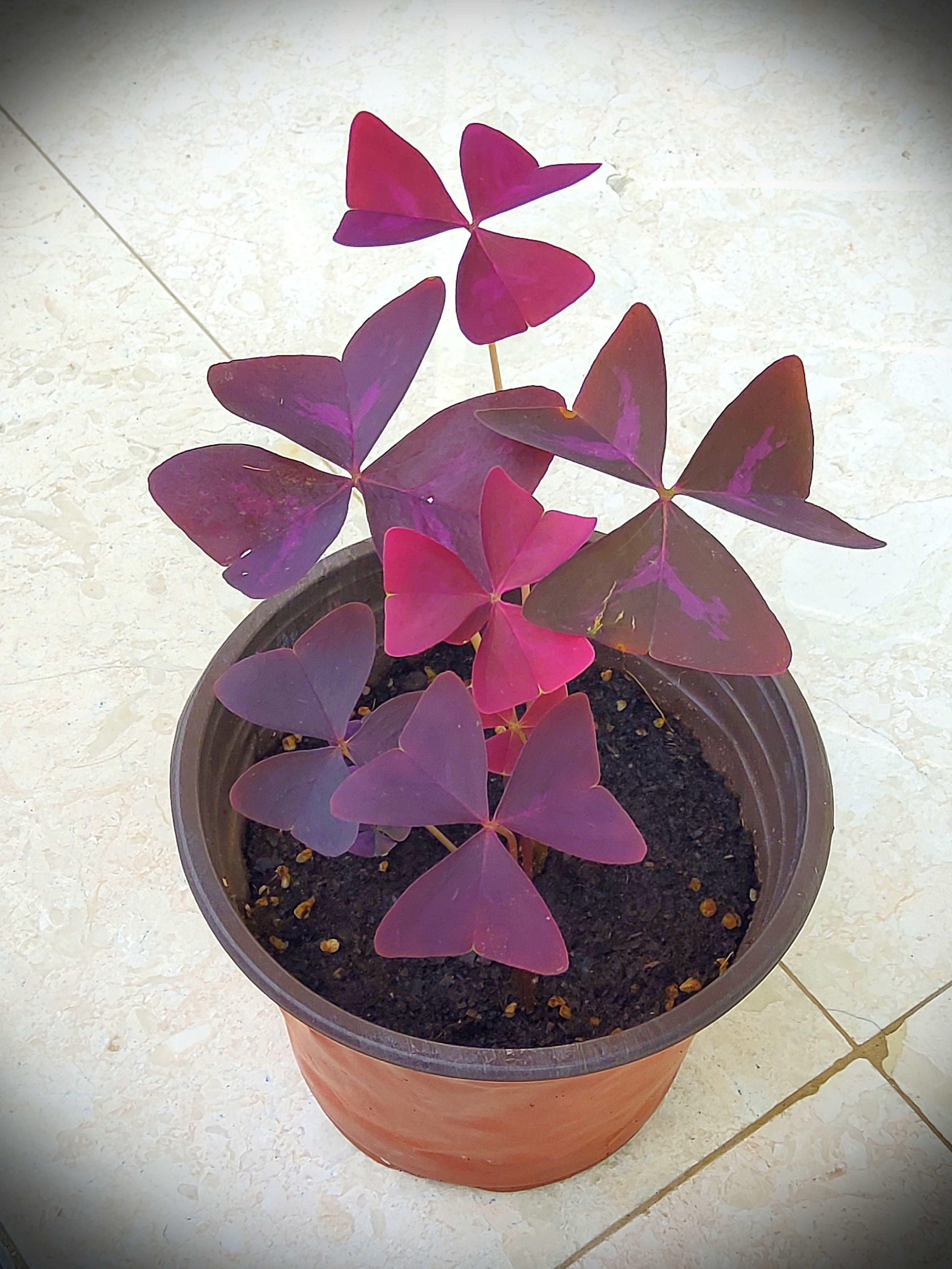 Purple Butterfly Plant - oxalis triangularis, Furniture & Home Living ...