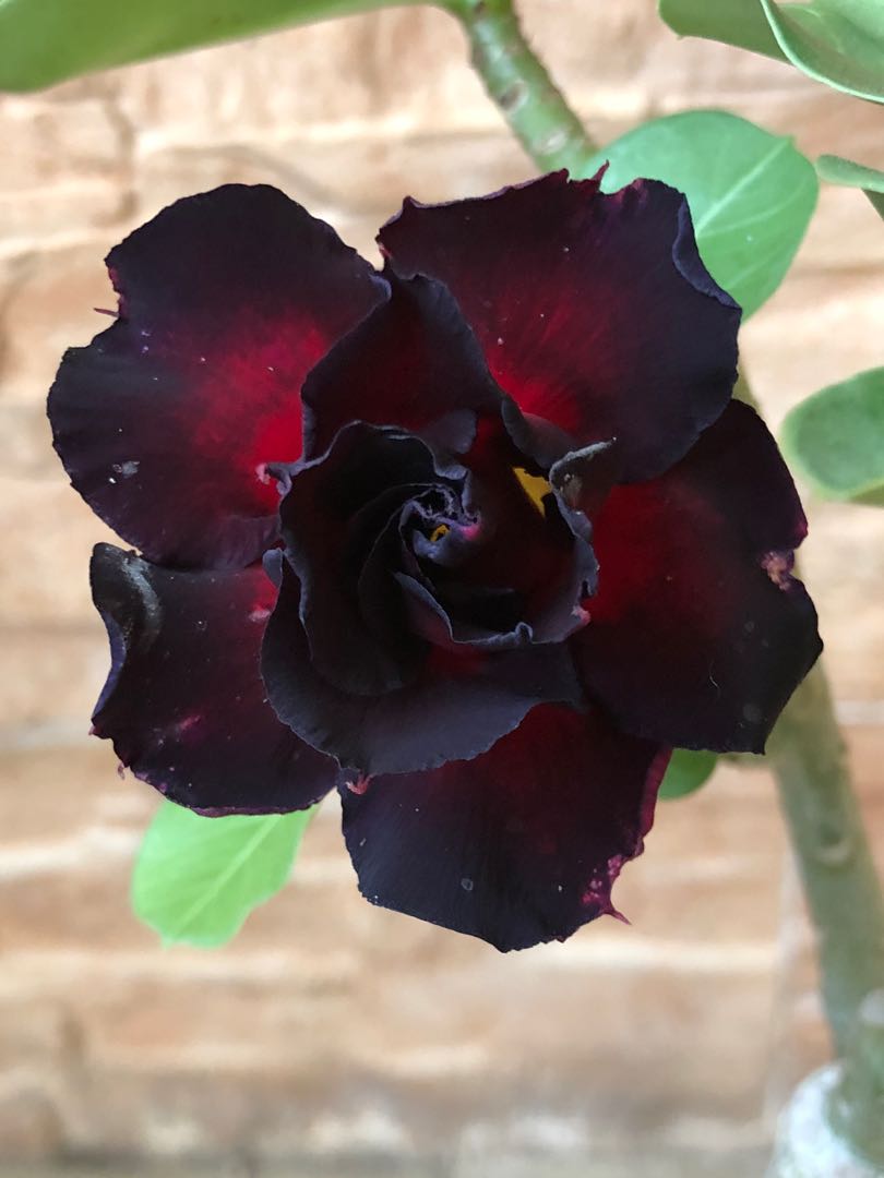 Taiwan Adenium Black dragon黑龙, Furniture & Home Living, Gardening ...