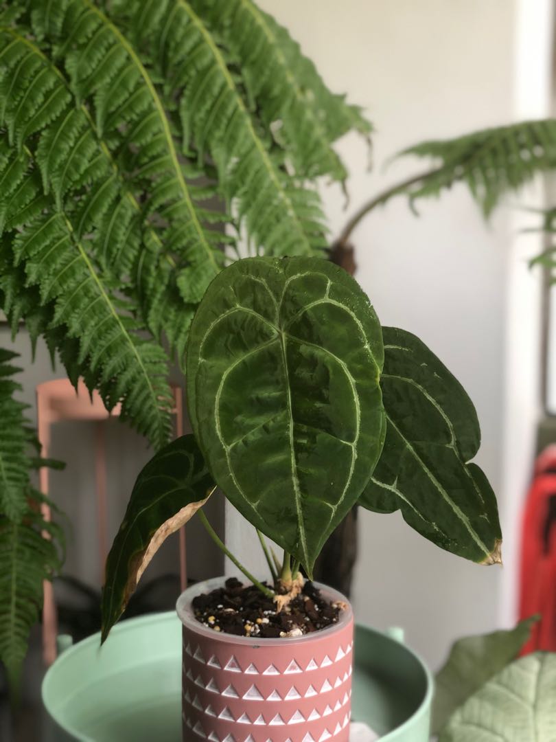 Ecuador Anthurium Forgetii x Crystallinum Silver?, Furniture & Home ...