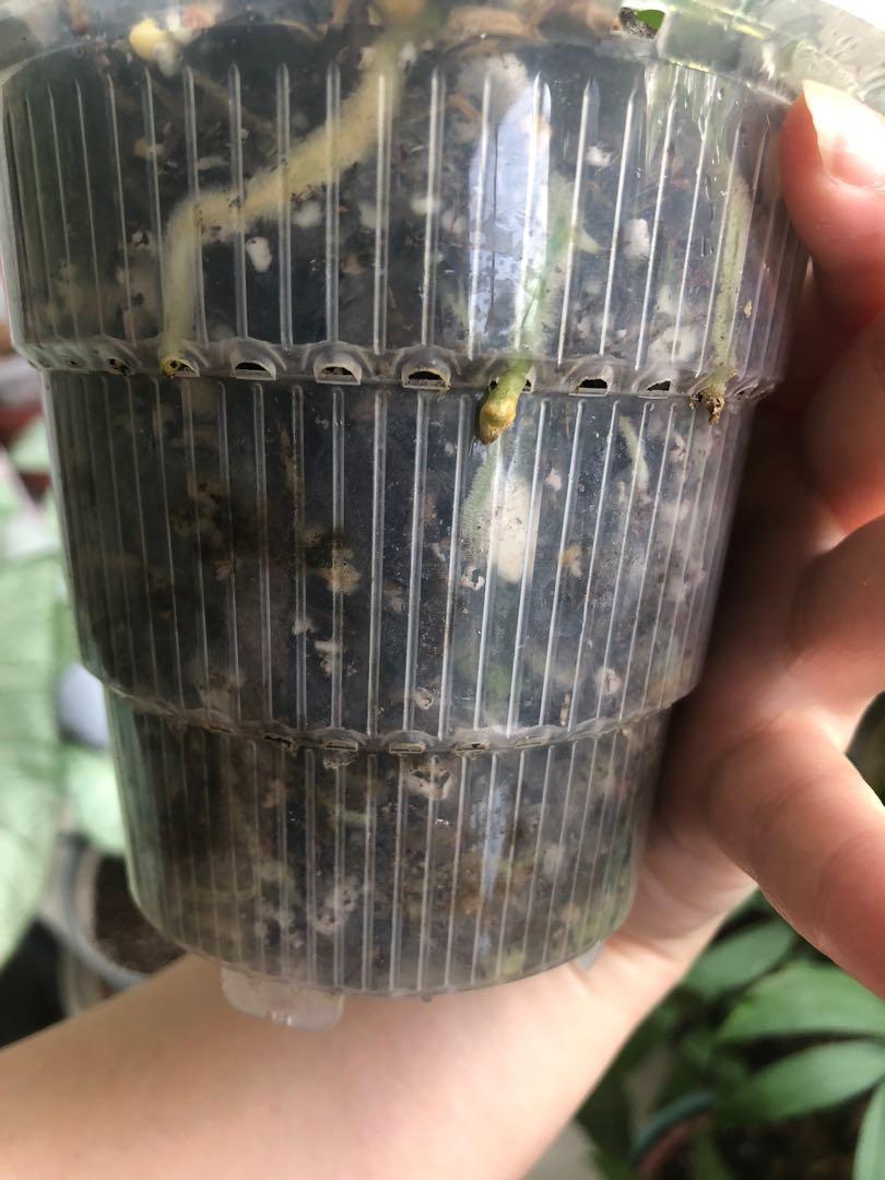 Ecuador Anthurium Forgetii x Crystallinum Silver?, Furniture & Home ...