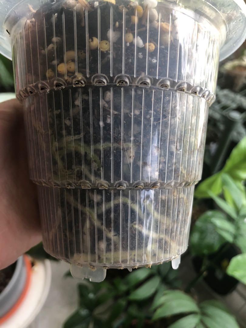 Ecuador Anthurium Forgetii x Crystallinum Silver?, Furniture & Home ...
