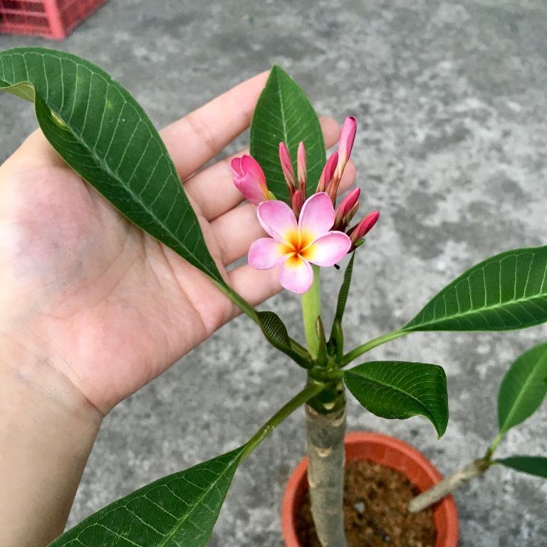 Kalachuchi Tree (Plumeria), Furniture & Home Living, Gardening, Plants ...