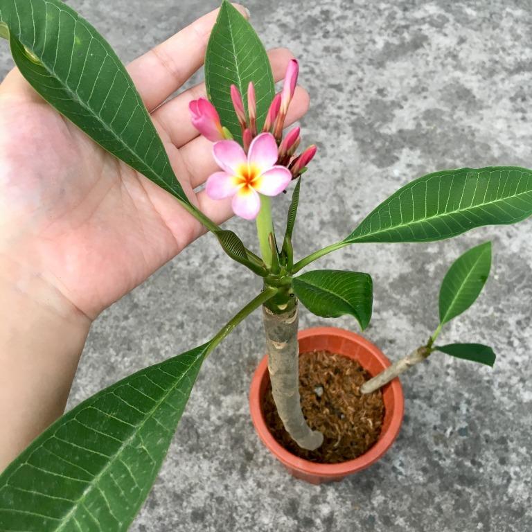 Kalachuchi Tree (Plumeria), Furniture & Home Living, Gardening, Plants ...