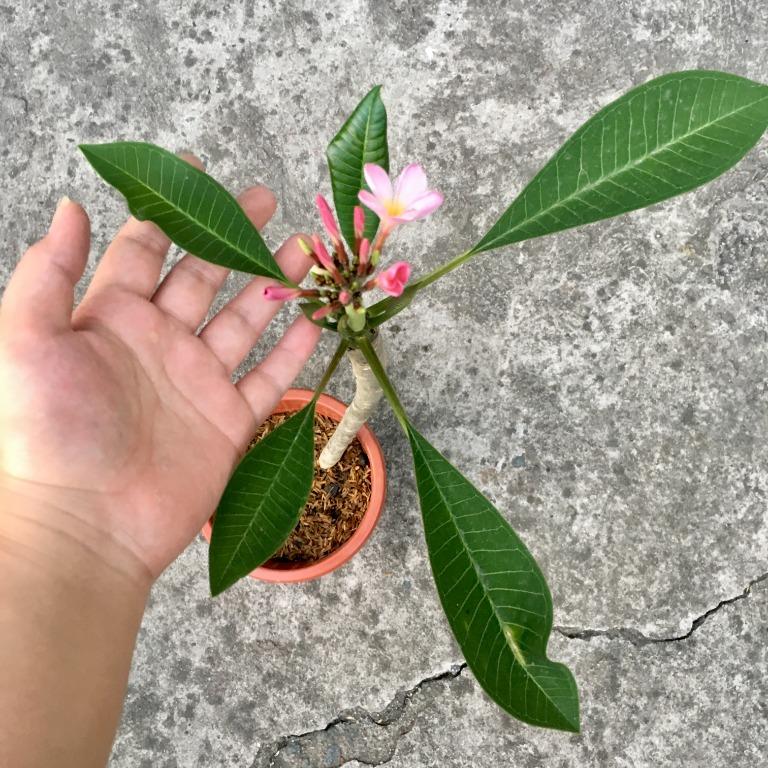 Kalachuchi Tree (Plumeria), Furniture & Home Living, Gardening, Plants ...