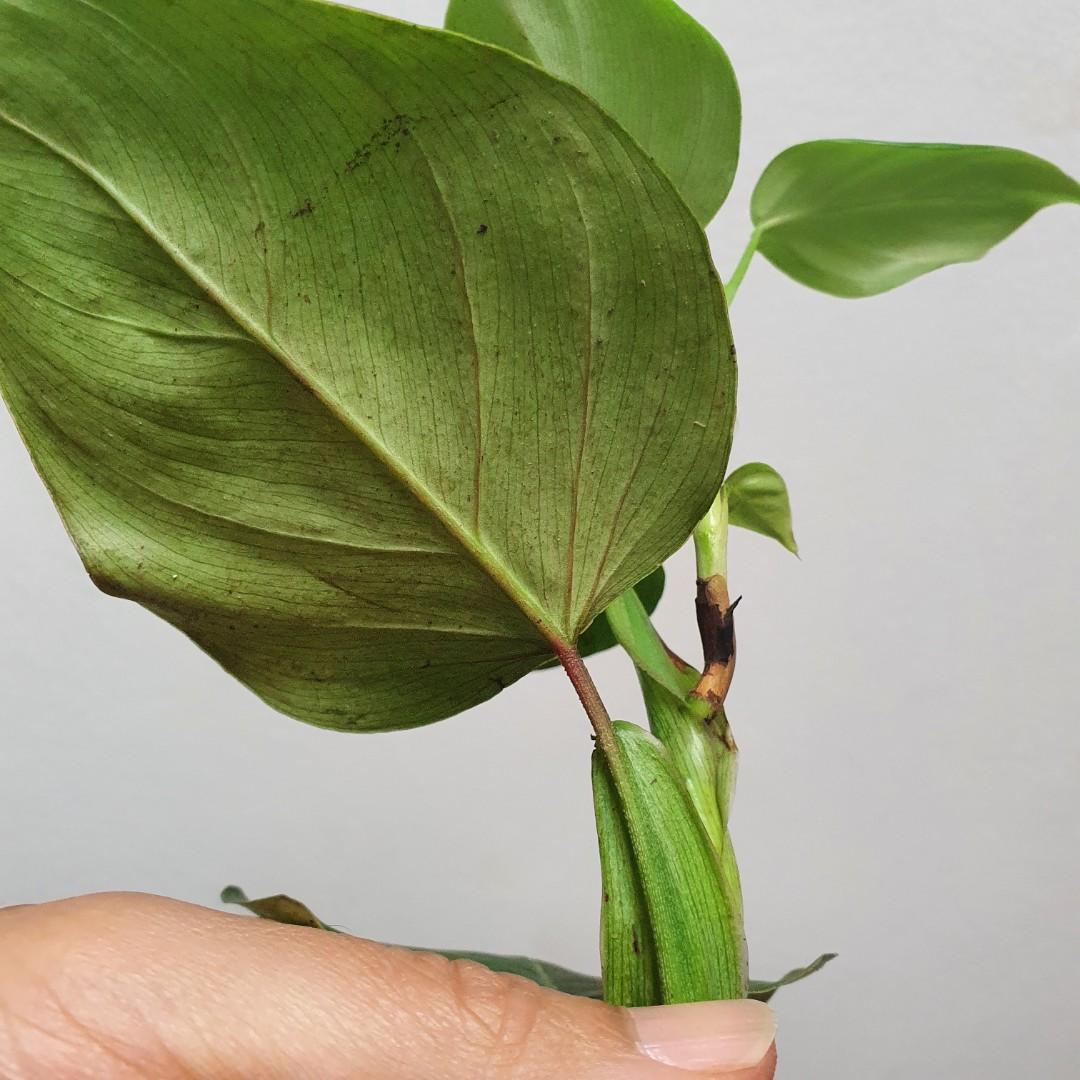 Philodendron ornatum cf, Furniture & Home Living, Gardening, Plants ...
