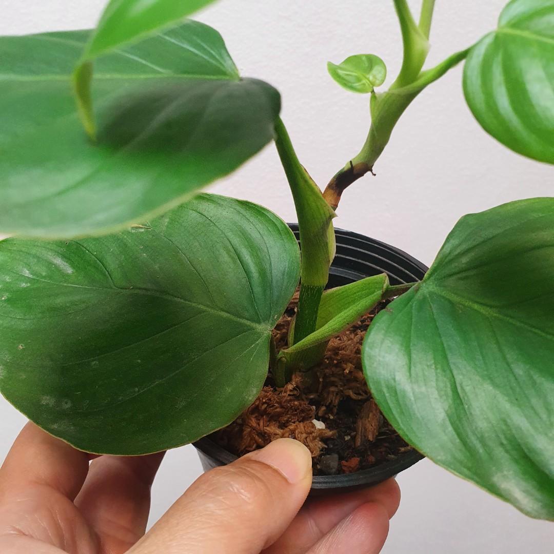 Philodendron ornatum cf, Furniture & Home Living, Gardening, Plants ...