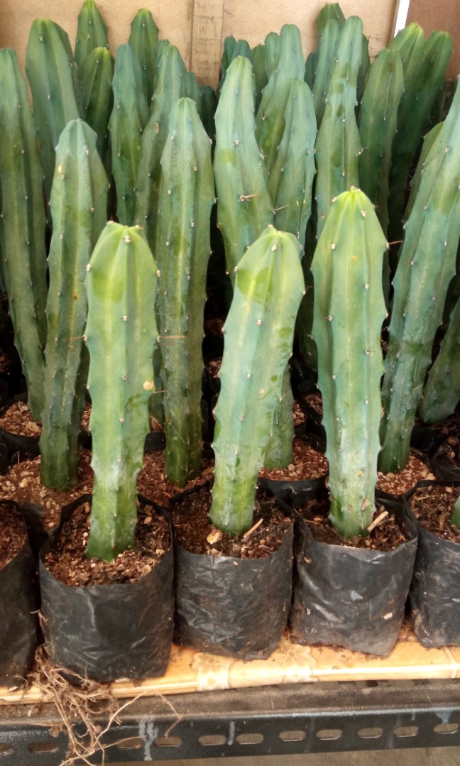 Blue boy cactus (medium), Furniture & Home Living, Gardening, Plants ...