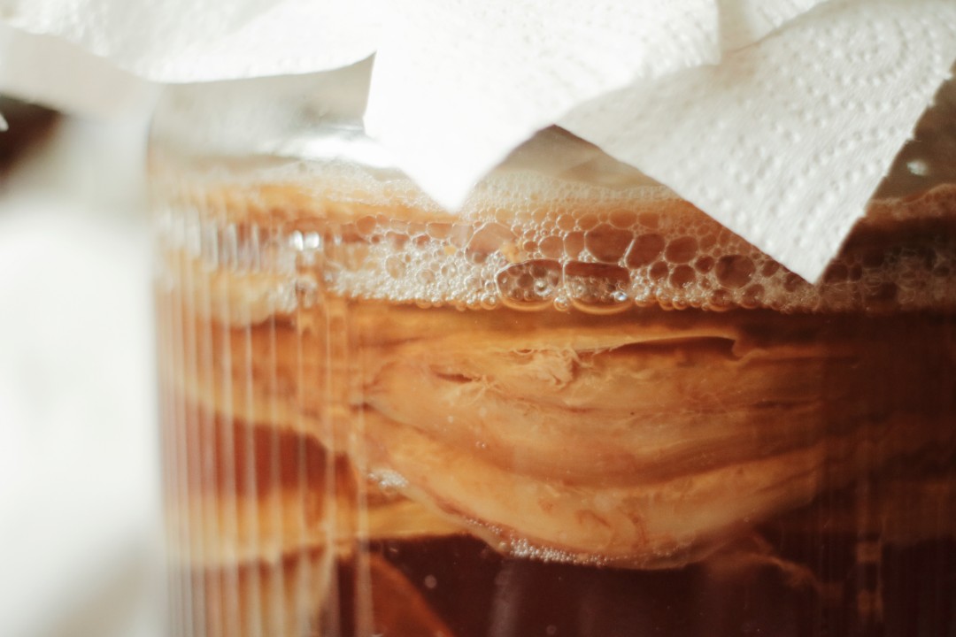 Live Kombucha Scoby with Starter Tea, Food & Drinks, Beverages on Carousell