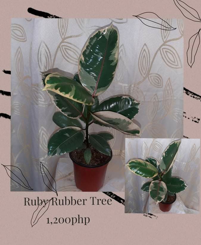 Ruby Rubber Tree, Furniture & Home Living, Gardening, Plants & Seeds on ...