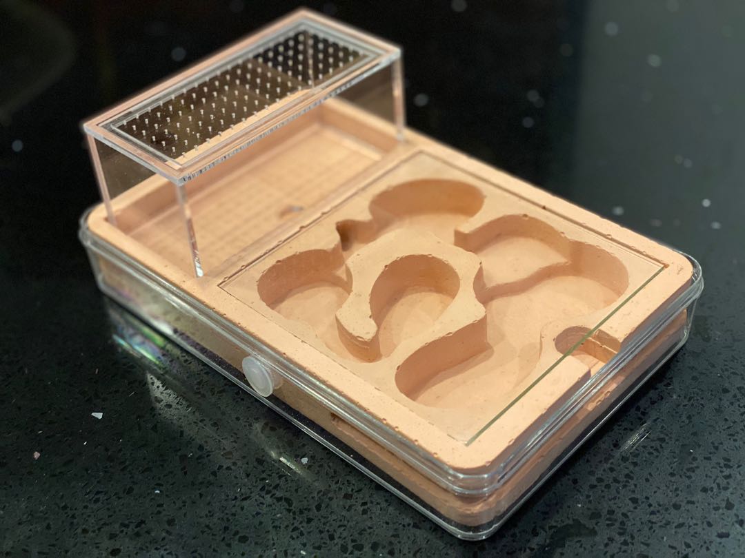 Small plaster formicarium, Pet Supplies, Homes & Other Pet Accessories ...