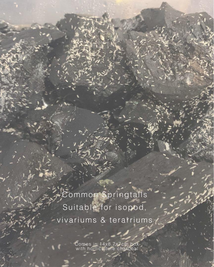 Springtail / Springtails culture, Gardening, Plants on Carousell