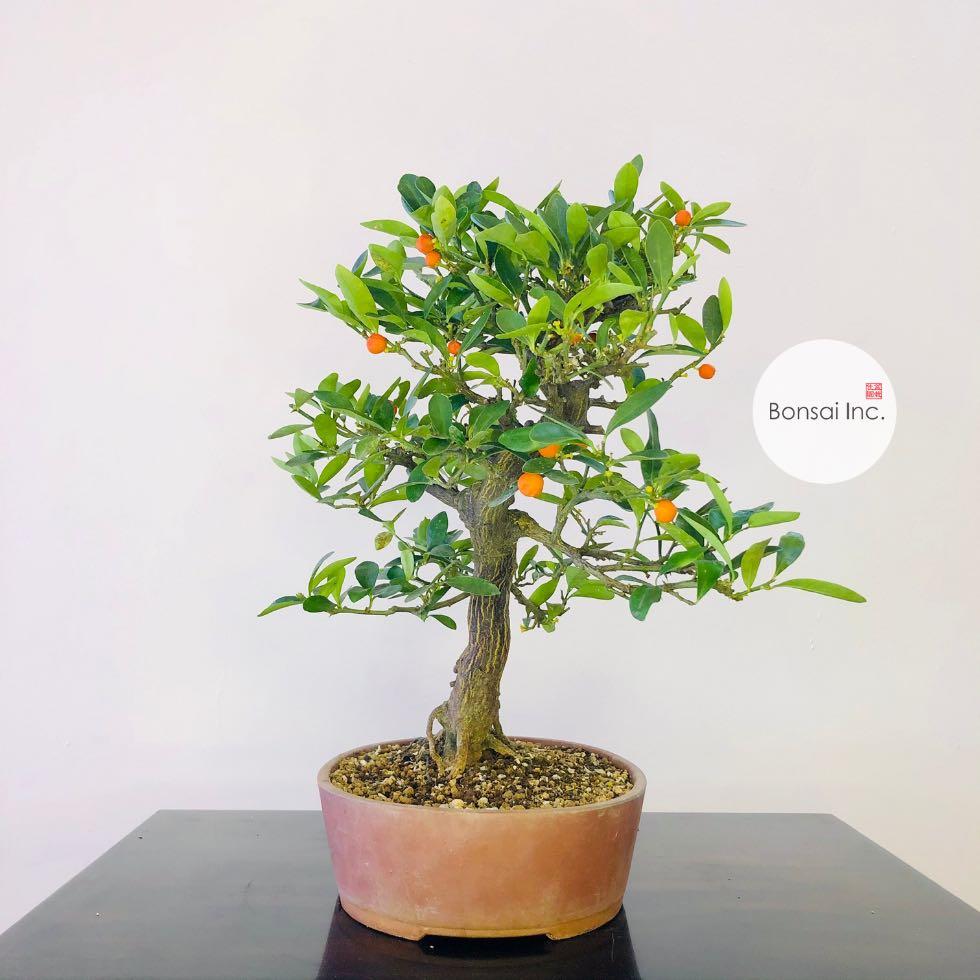 RESERVED B*Inc Japanese Kinzu Bonsai, Furniture & Home Living ...