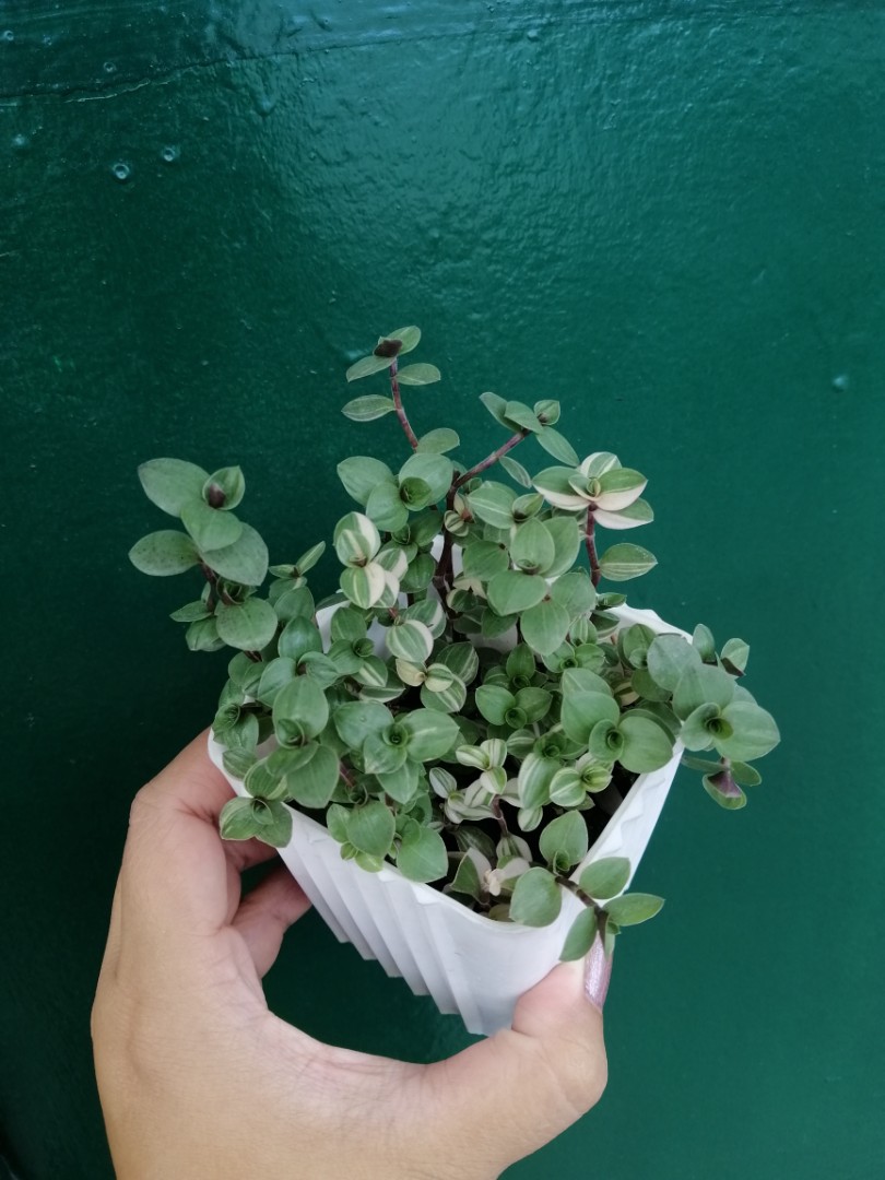 Callisia Repens Bianca, Furniture & Home Living, Gardening, Plants ...
