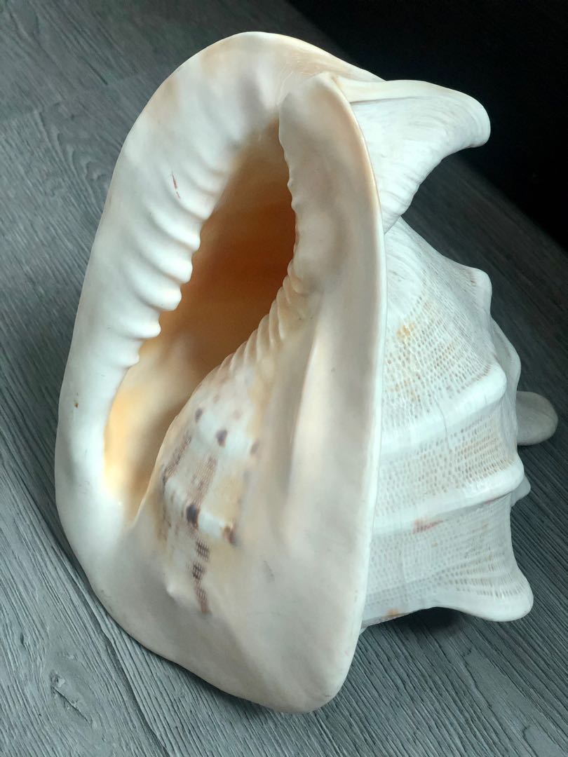 Huge Seashell Display, Everything Else on Carousell