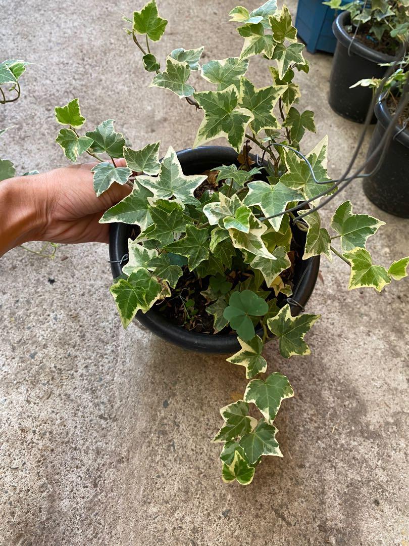 variegated english ivy, Furniture & Home Living, Gardening, Plants ...