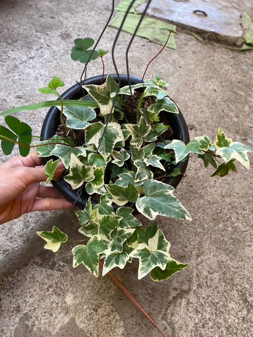 variegated english ivy, Furniture & Home Living, Gardening, Plants ...