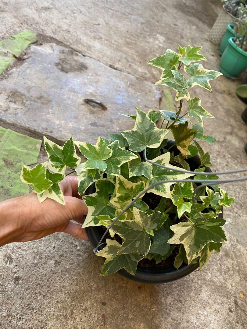 variegated english ivy, Furniture & Home Living, Gardening, Plants ...