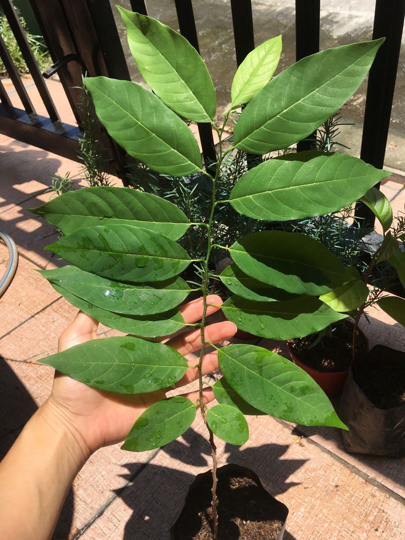 Atis seedlings, Furniture & Home Living, Gardening, Plants & Seeds on ...