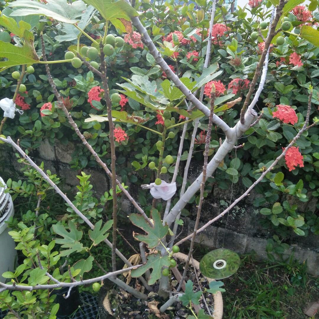 Fig Israel red aka Khurtmani fig plants marcotted, Furniture & Home ...