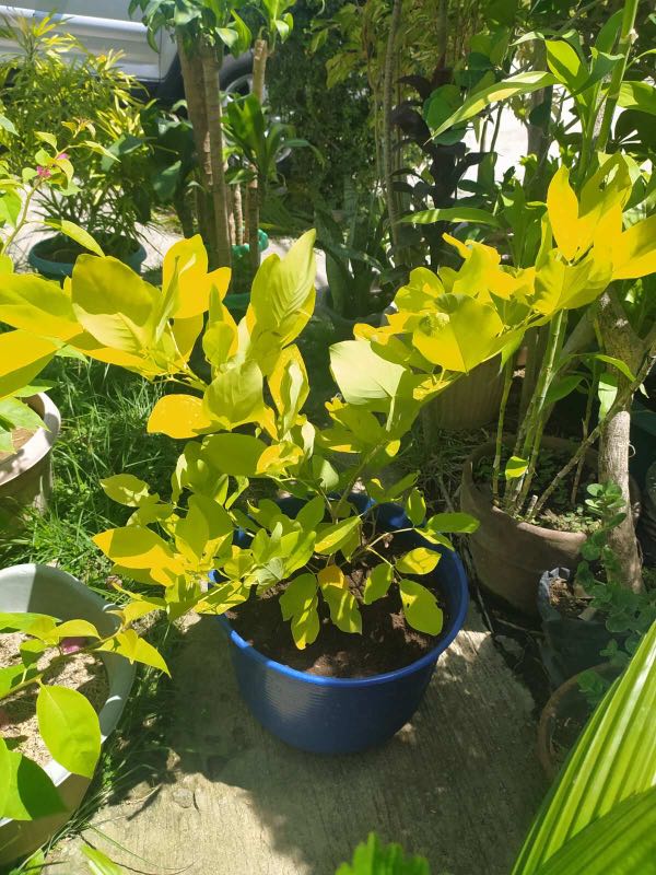 Legium Yellow Plant, Furniture & Home Living, Gardening, Plants & Seeds ...