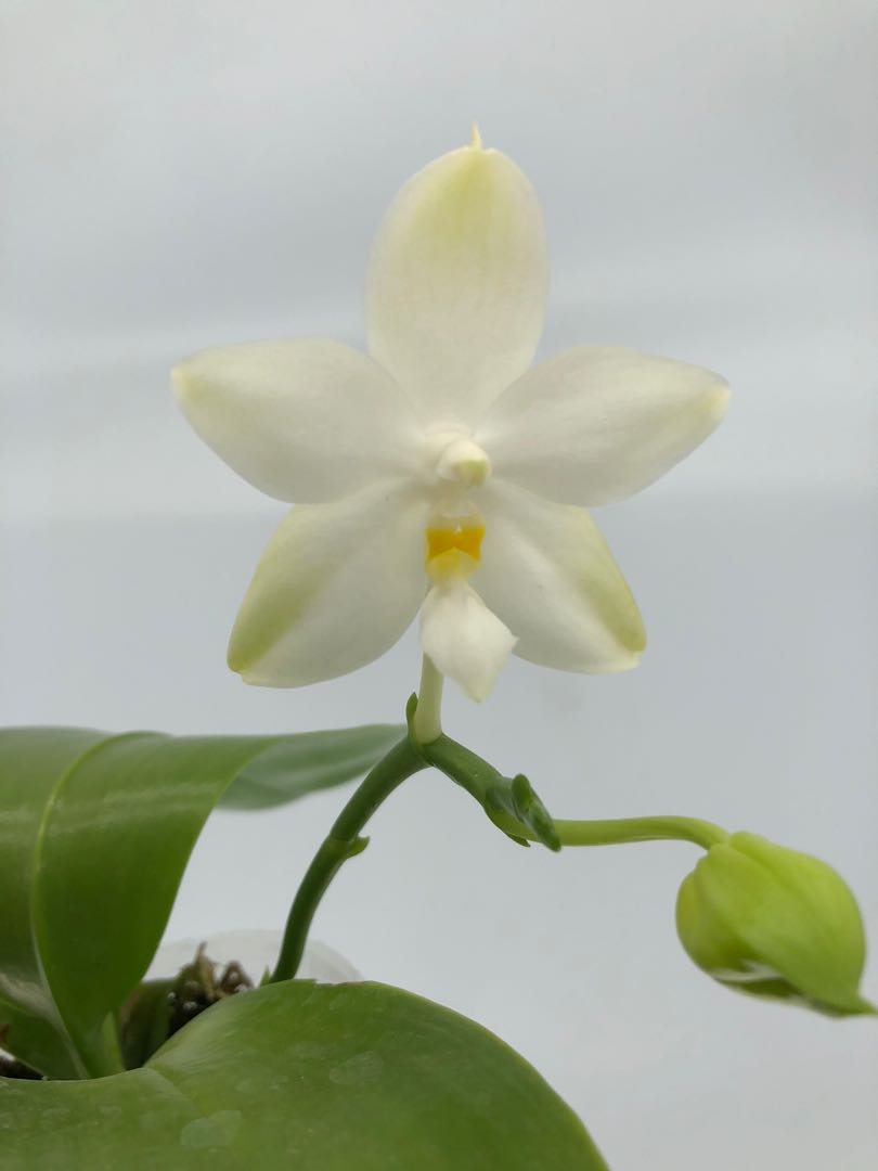 Orchid Phal. Princess Kaiulani F. Alba x Phal. (Pulchra V. Alba x ...