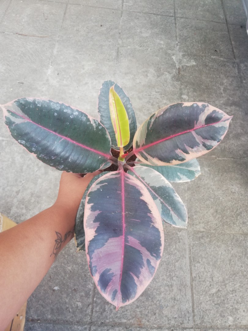 RUBY BPRINCE TINEKE FIDDLE COMPACTA MELANY, Furniture & Home Living ...