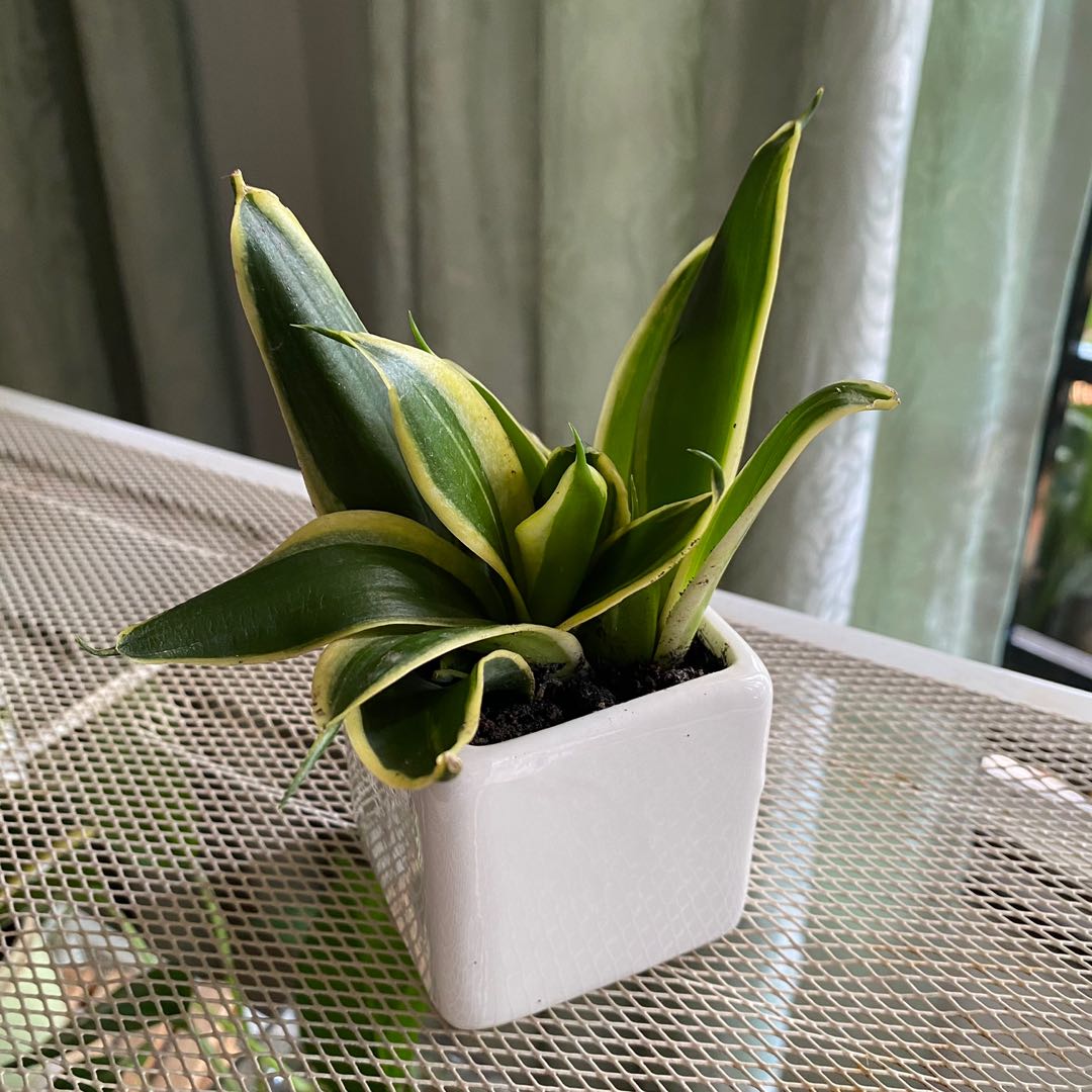 Sansevieria long life plant easy take care, Furniture & Home Living ...