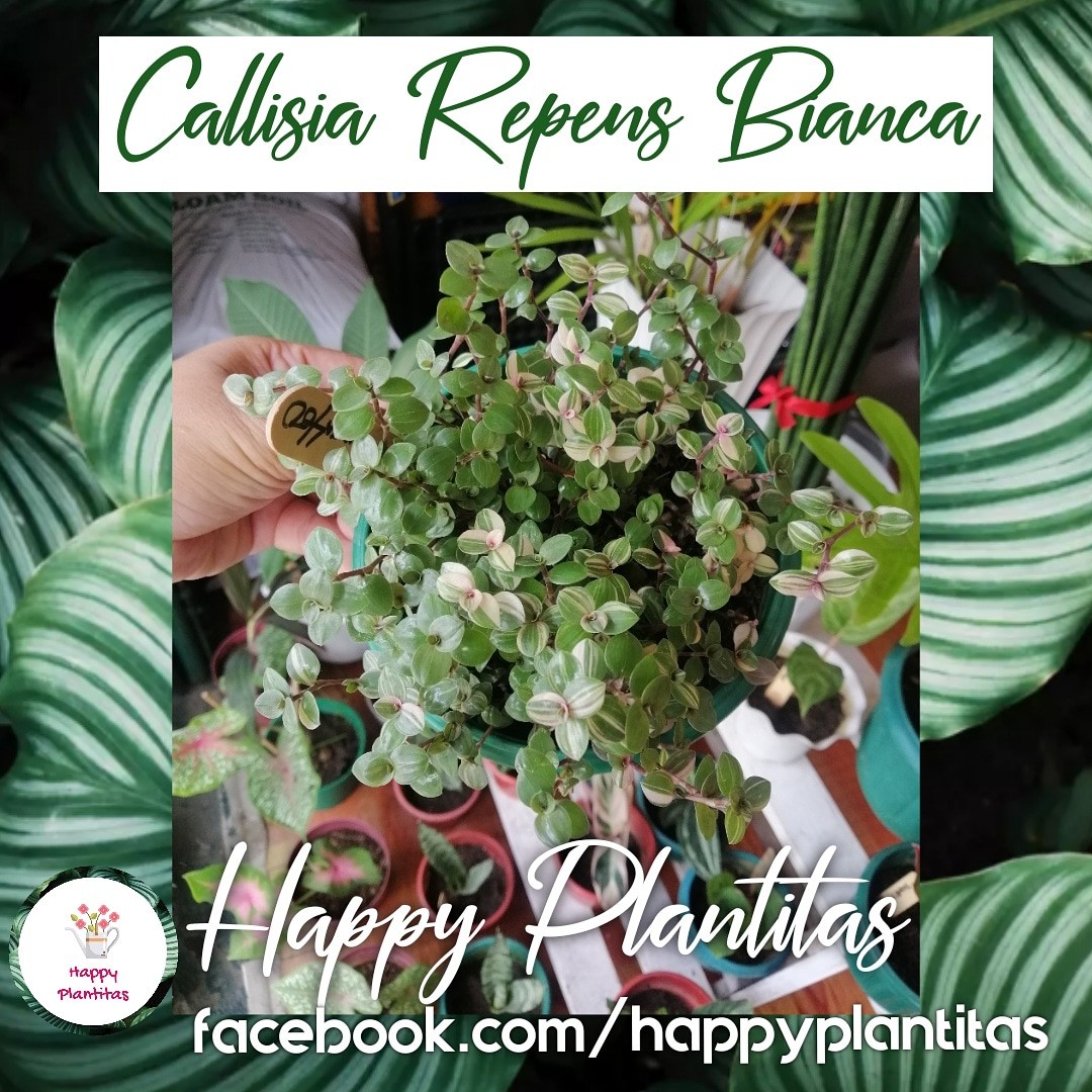 Callisia Repens Bianca, Furniture & Home Living, Gardening, Plants ...