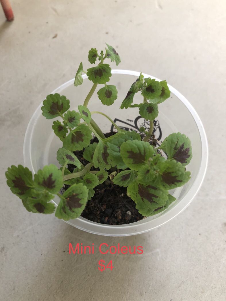 Mini Coleus, Furniture & Home Living, Gardening, Plants & Seeds on ...