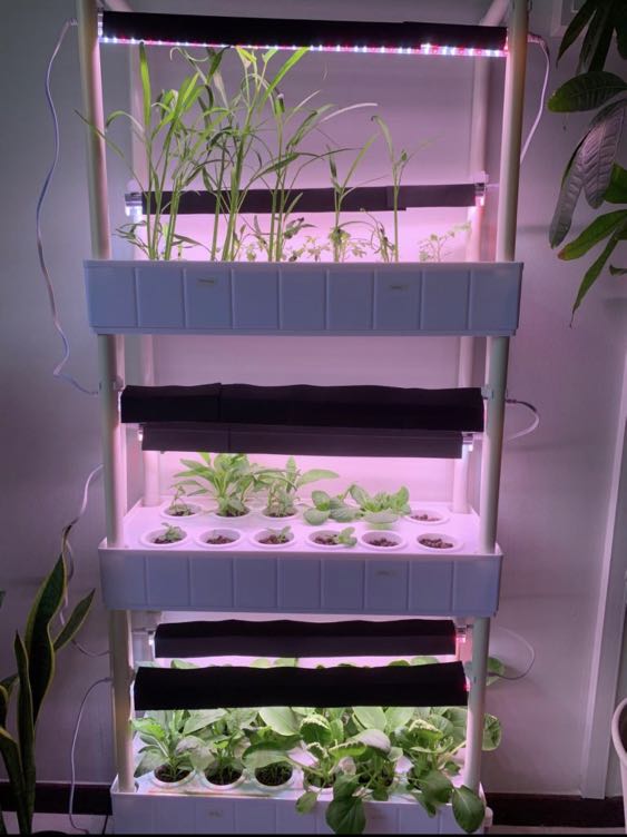 Hydroponics 3 tier plant system, Furniture & Home Living, Gardening ...